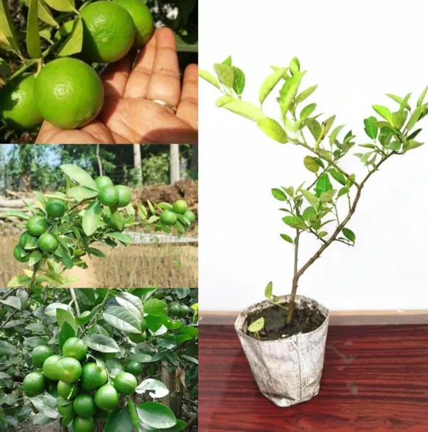 Greenery Nursery Alltime Super Juicy Patti Lemon Fruit Plant & Tree For ...