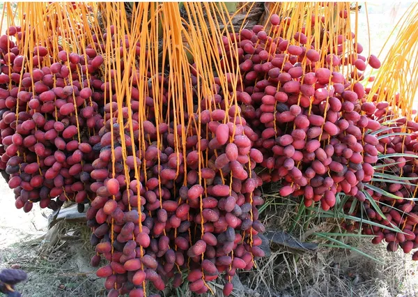 Greenery Nursery Arabian Khajur/Date Fruit Plant & Tree For Your Home ...