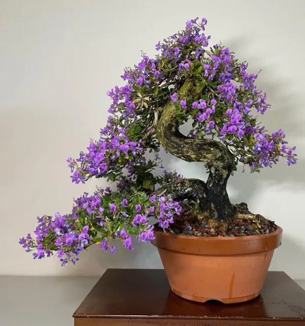Greenery Nursery Attractive Blue Bell Flowering Plant & Tree For Your ...