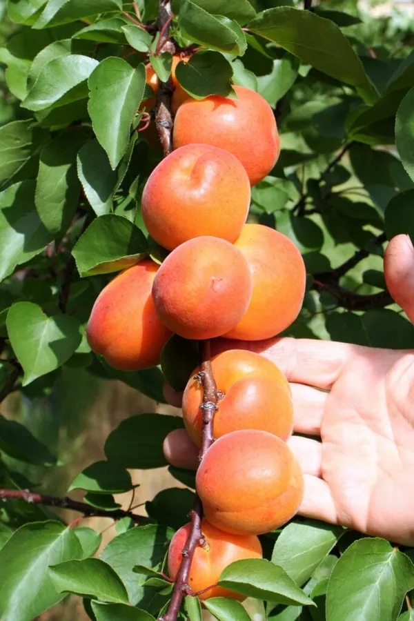Greenery Nursery Delicious Apricot Healthy Fruit Plant & Tree (1.5-3.5 ...