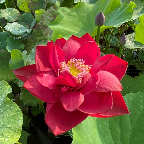 Greenery Nursery GREENERY NURSERY Drop blood lotus tuber for home ...
