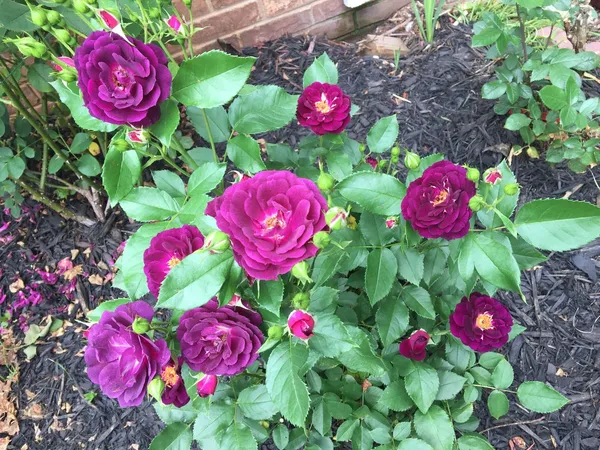Greenery Nursery Low Maintenance Rose Plant | Beautiful Colorful Blooms ...