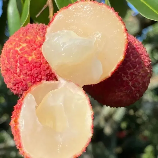 Greenery Nursery Seedless Litchi Lychee plant Air Layering CHINA 3 ...