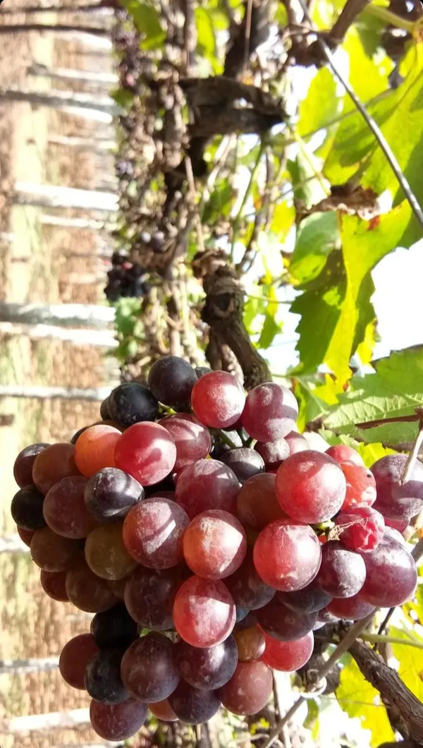 Greenery Nursery Red Flame Seedless Grapes Angoor Layering/Grafted ...