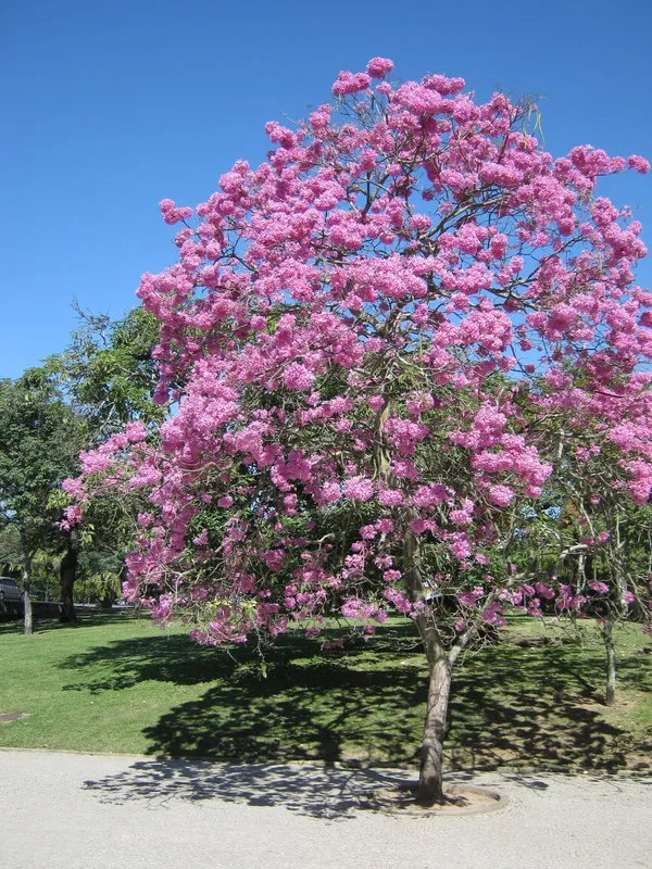 Greenery Nursery Tabebuia Rosea Iconic Flower Plant & Tree For Home ...