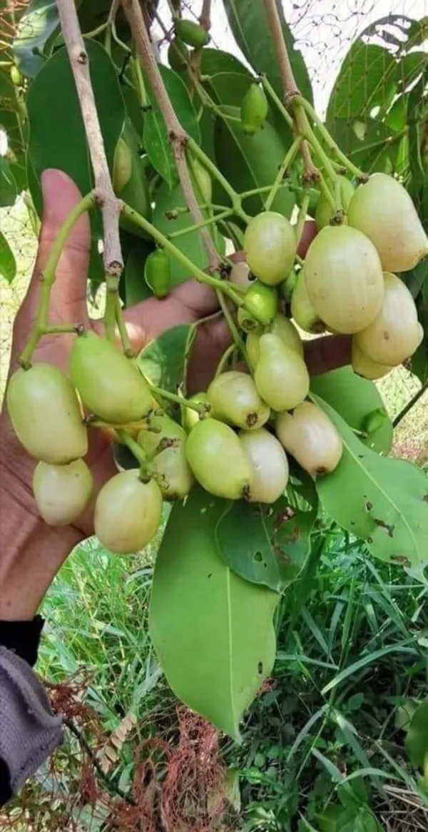 Greenery Nursery White Jamun Rare Variety Syzygium Cumini/Jamun Fruit ...