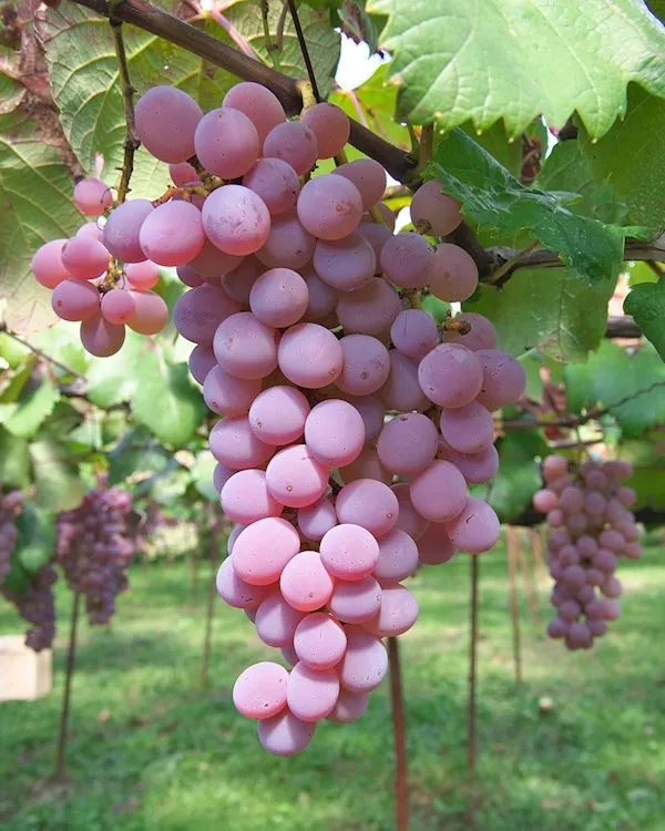 Roof Gardening Pink Grapes Plant Dwarf Veriety (Hot Claimante) Price in ...