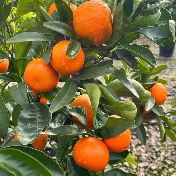 Roof Gardening Super Sweet khasi Mandarin Orange Plant Price in India ...