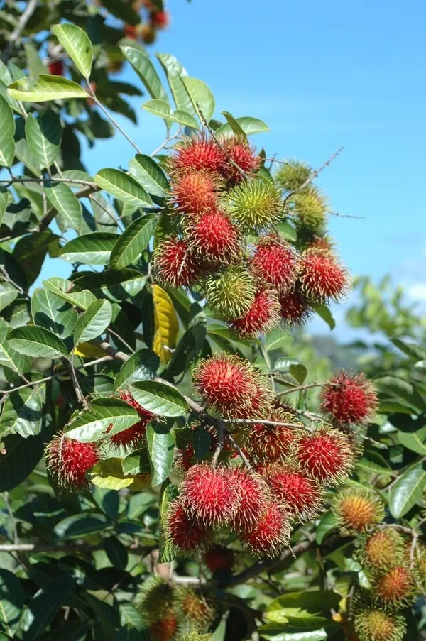 Heaven Plant Rambutan Hybrid Fruit Plant I Grafted Plant Price in India ...