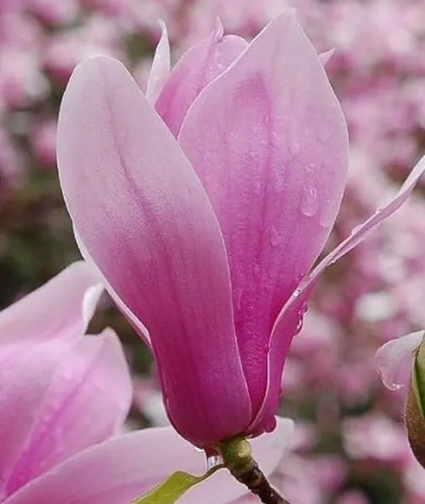 Greenlifelive Gardenia Sootepensisl Purple Swarna Chapa Flower Purple ...