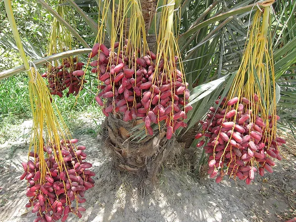 Greenlifelive Medjool Date Palm Plant Medjool Khajoor Price in India ...