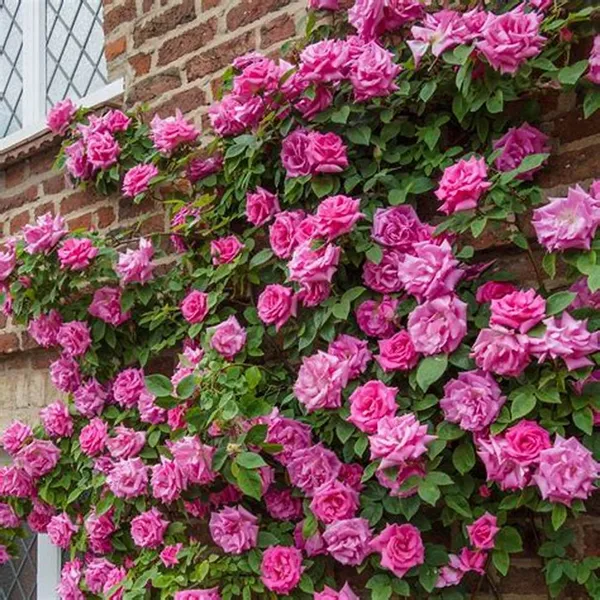 Greenlifelive Pink climbing Rose Price in India - Buy Greenlifelive ...
