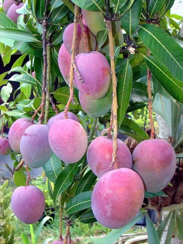 Greenlifelive Pusa Arunika Mango plant Aam Grafted Fruit Live Plant ...