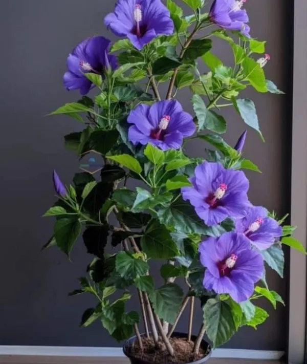 Greenlifelive Bluebird Hibiscus Plant Price in India - Buy ...