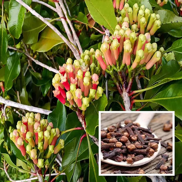 Ixora Farming Lavanga Clove Spice Plant (1.5-3 Feet Height) Price in ...