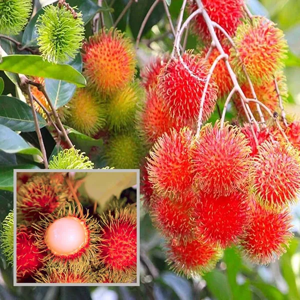 Ixora Farming KG10 Rambutan Grafted Fruit Plant (2-3 Feet Height) Price ...