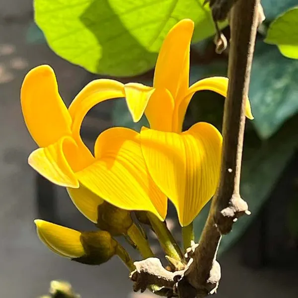 palash flower