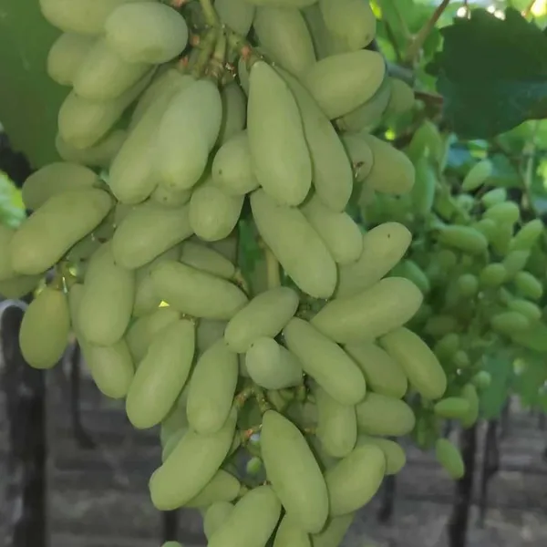 TAPOBON Green Super Sonaka Seedless Grapes Angoor Fruit (Air Layering ...