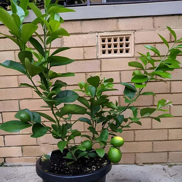 TAPOBON Nimbu Seedless All Time Lemon Fruit (Air Layering/Grafted ...