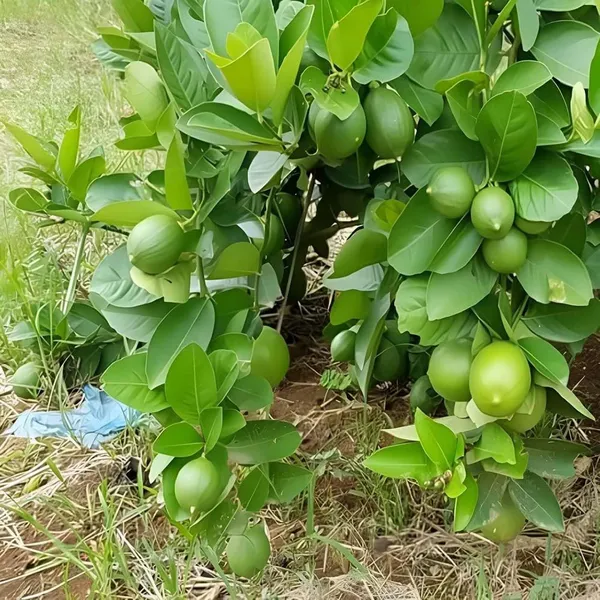 TAPOBON Nimbu Kagzi Lemon All Time Lemon Fruit (Air Layering/Grafted ...