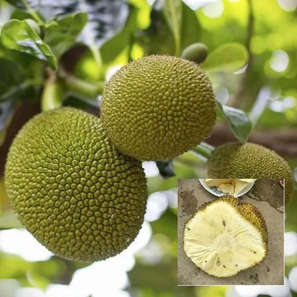 TAPOBON Seedless Gumless Jackfruit Varikka Katahal Panasa Chakka ...