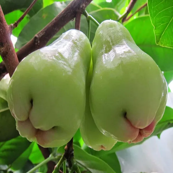 TAPOBON Mixed Color Wax Apple Water Apple Java Apple Fruit (Air ...