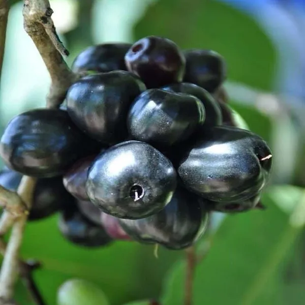 TAPOBON Black Jamun Jambolan Grafted Jam Fruit Plants & Tree(1.5-3 Feet ...