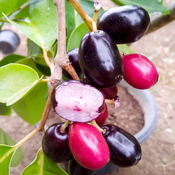 TAPOBON Seedless Black Jamun Jambolan Grafted Jam Fruit Plants & Tree(1 ...