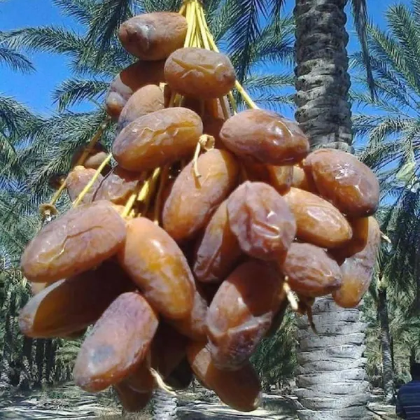 TAPOBON Amber Anbara Dates Palm Khurma Khajoor Arabian Dwarf Fruit ...