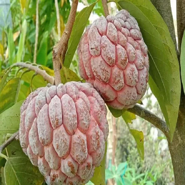 TAPOBON Red Custard Apple Sitafal Ata Sugar Apple Fruit Grafted Plants & Tree(1.5-3 Feet Size ...