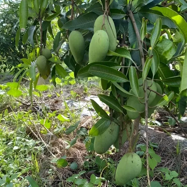 TAPOBON Thai Catimon Katimon All Time Sweet Mango Grafted Aam Fruit ...