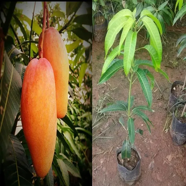 TAPOBON Xi Shi 11 Shi Mango Grafted Aam Fruit Live Plants & Tree(1.5-3 ...