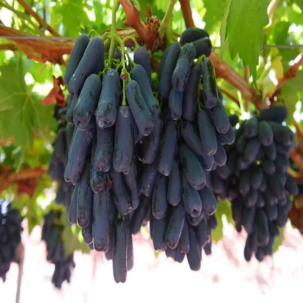 TAPOBON Black Sharad Seedless Grapes Angoor Fruit (Air Layering/Grafted ...