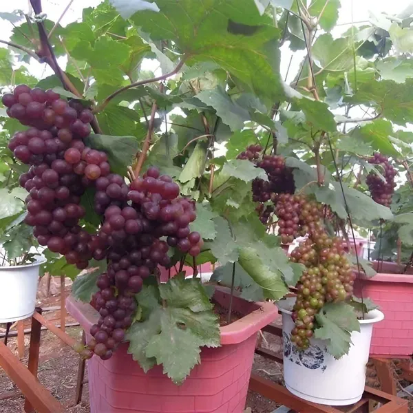 ruby roman grapes plant