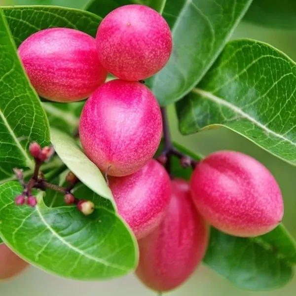 TAPOBON Karonda Carissa Carandas Cherry Cherries Fruit (Air Layering ...