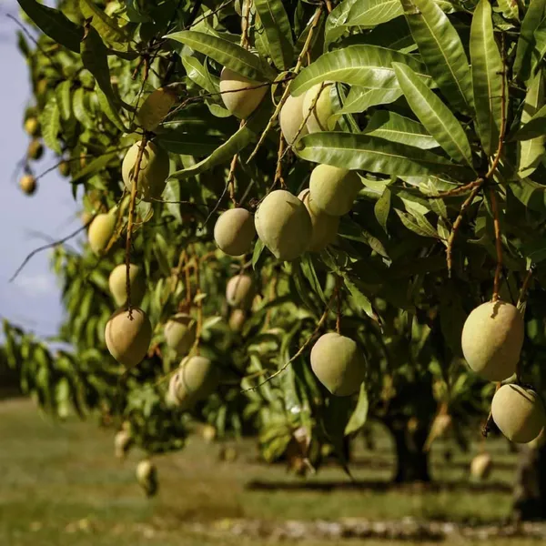 TAPOBON Goa Mankurad Mango Grafted Aam Fruit Plants & Tree (1.5-3 Feet ...