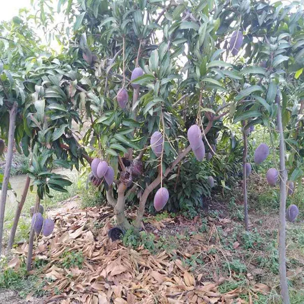 purple mango