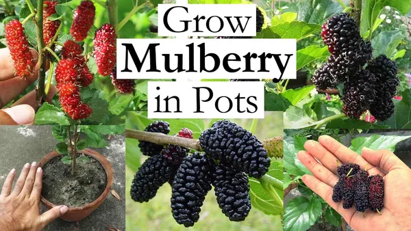 TAPOBON Mulberry Shahtoot All Time Fruit (Air Layering/Grafted) Plants ...