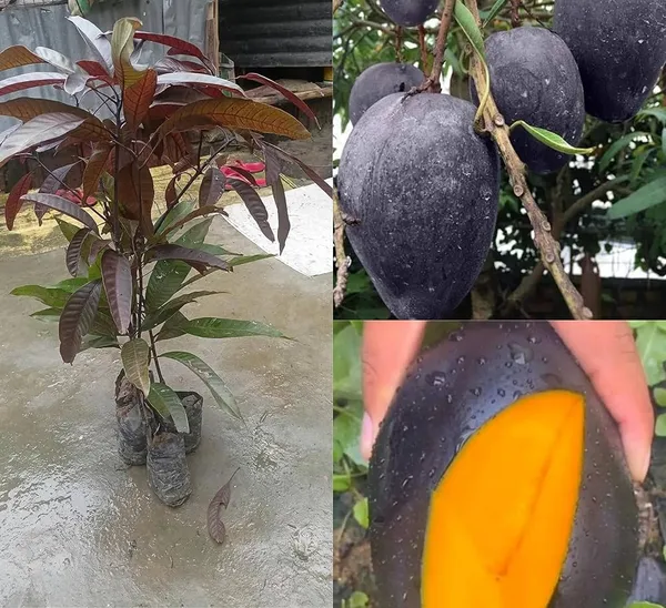 TAPOBON Mango Kasturi Variety Grafted Aam Fruit Plants & Tree(1.5-3 ...