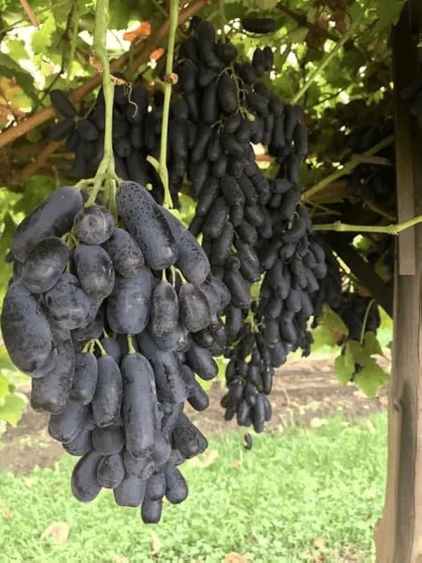 urbageecha Black Long Grape Fruit Plant (Hot Climate) (2 Feet Height ...