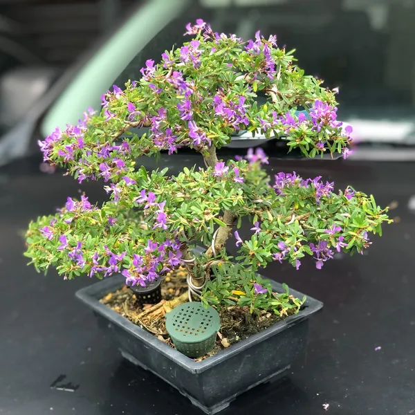 urbageecha Blue Barya live Plant Price in India - Buy urbageecha Blue ...