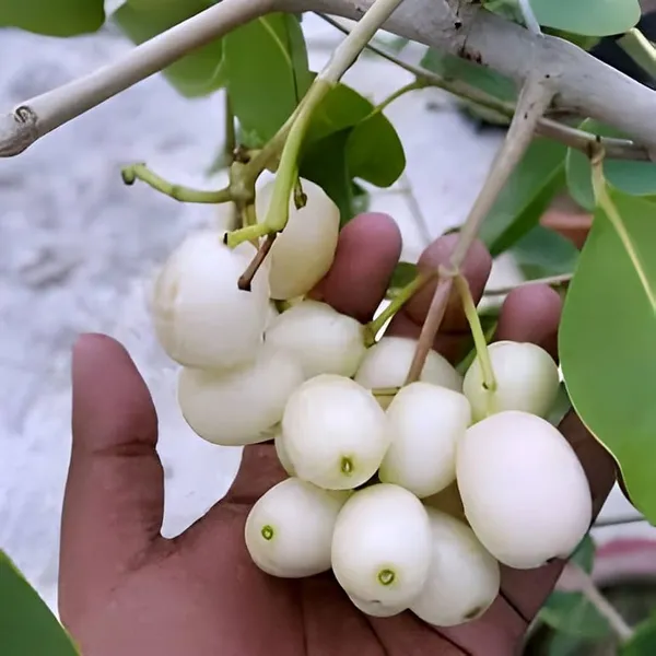 white jamun