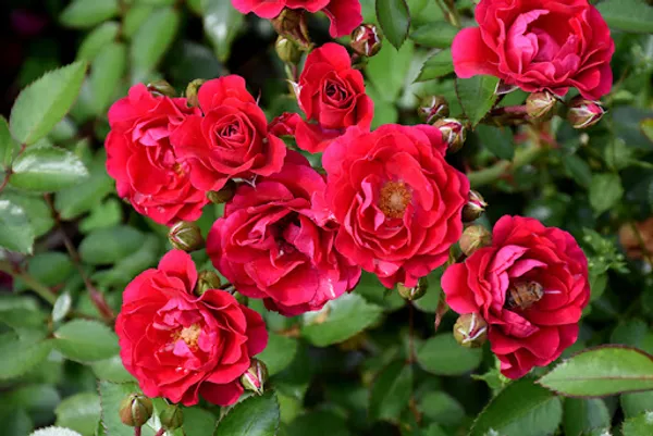 urbageecha Red Midland Roses Flower Plant Price in India - Buy ...