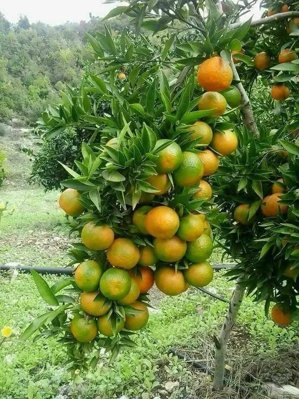 Exoticsflora Nagpuri Sweet Orange/Santra Grafted Fruit Plant Price in ...
