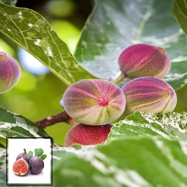 Like Green Anjeer Poona Variety Fig Fruit (Air Layering/Grafted) Plants ...