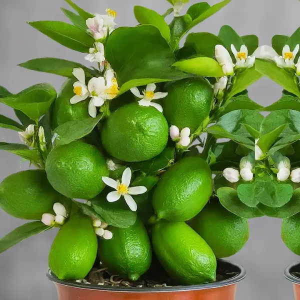 Like Green Nimbu Gandharaj Aroma king Lemon Nimbu Layering/Grafted ...