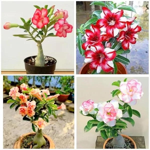 Auditorium Pack Of 5 Adenium Plant | Hybrid Adenium Flower Plants Price ...