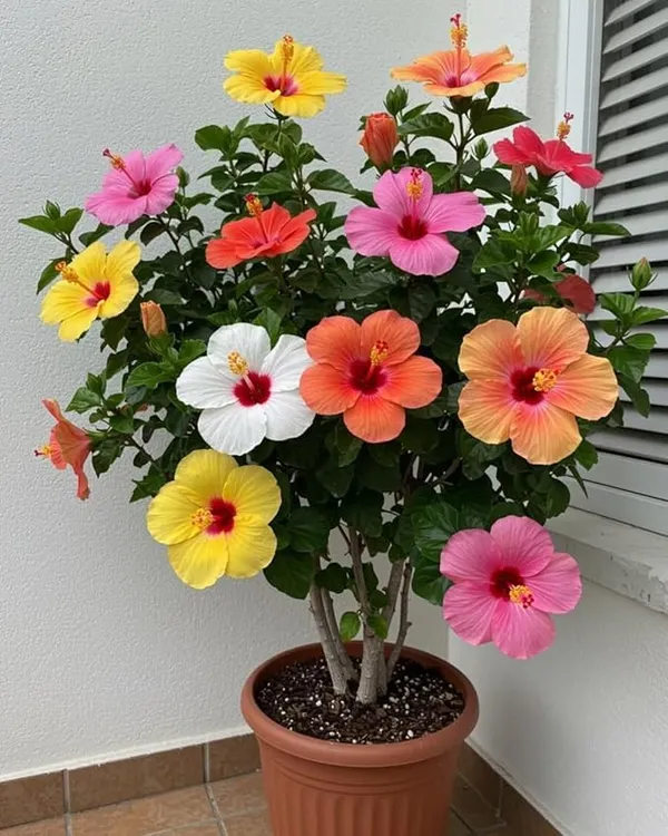 Exoticsflora Rare Varitey Hibiscus /Gudhal Flowers 1 Healthy Plant ...