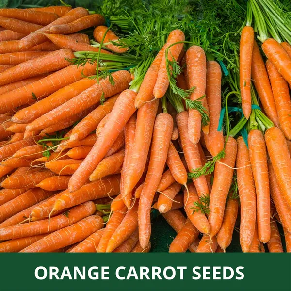 Green Bagicha (Bhai Bhai traders) Greenbagicha 50 Grams Orange Carrot ...
