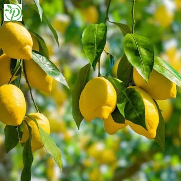 Platone Yellow Lemon Plant - Grafted & Perennial Price in India - Buy ...
